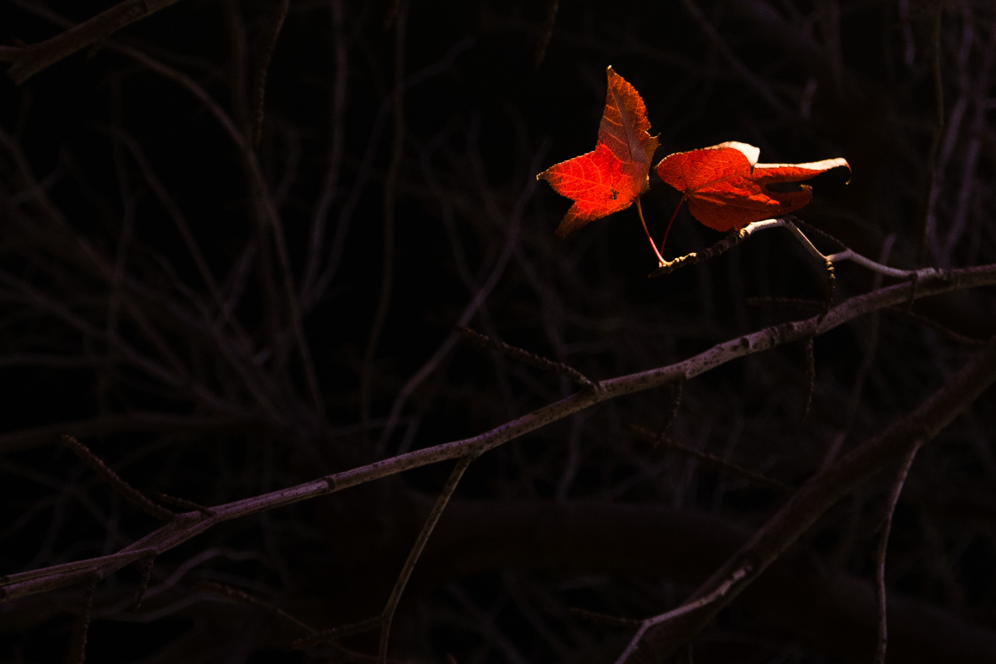 残秋 – sgryjp.log.old